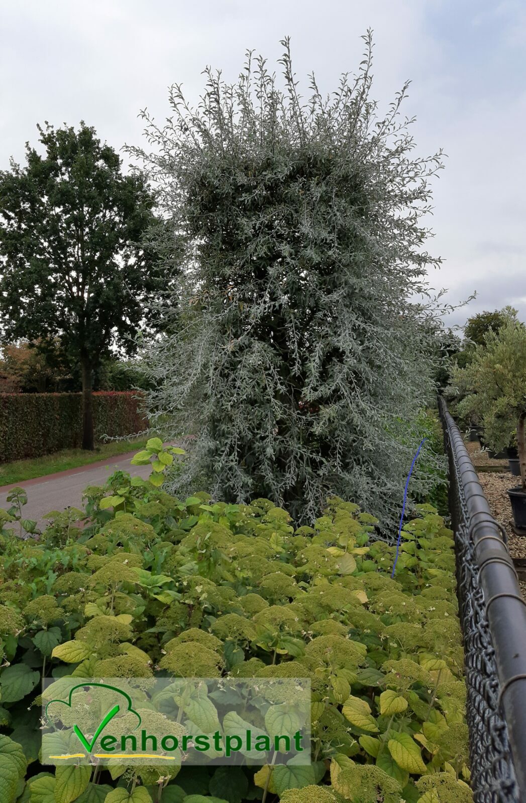 Pyrus salicifolia 'Pendula' - Wilgbladige sierpeer - Venhorstplant