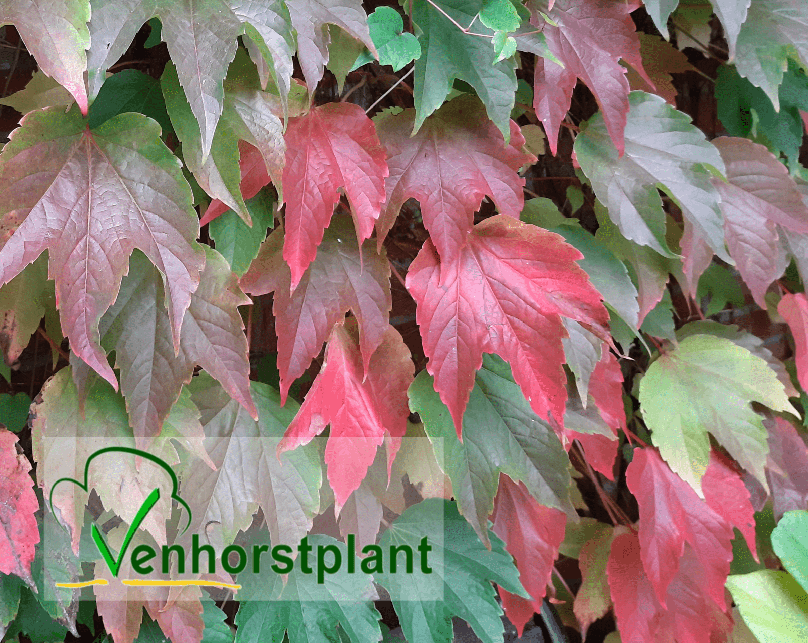 Parthenocissus tricuspidata ‘veitchii’ – Japanse wilde wingerd ...