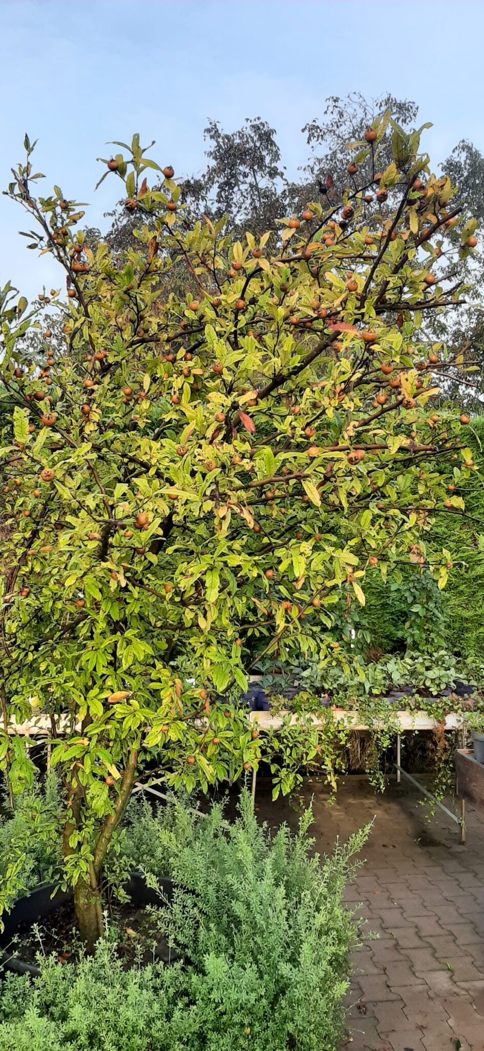 Mespilus germanica - Mispel - Venhorstplant